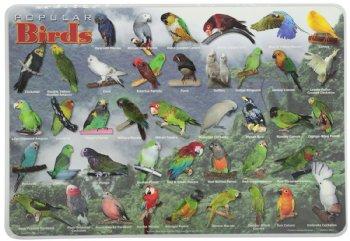 Popular Birds Educational Mat for Bird Enthusiasts — Nature's Workshop Plus