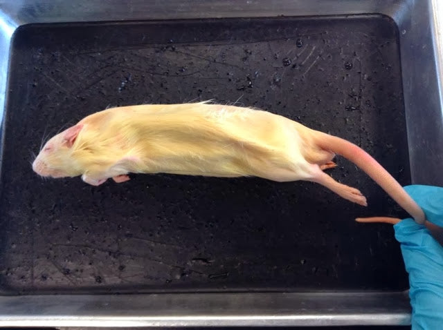 Realistic Rat Specimen- Perfect for Education and Display — Nature's ...